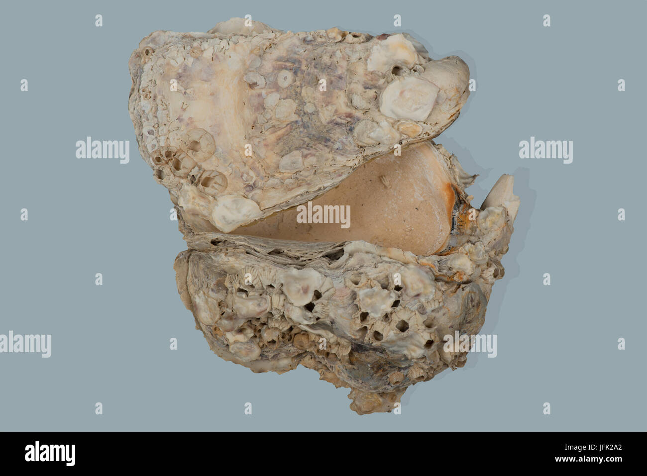 Pacific cupped oyster also called as a Pacific oyster Stock Photo - Alamy