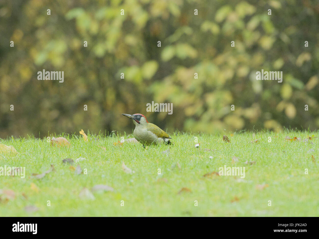 Grey headed woodpec hi-res stock photography and images - Alamy