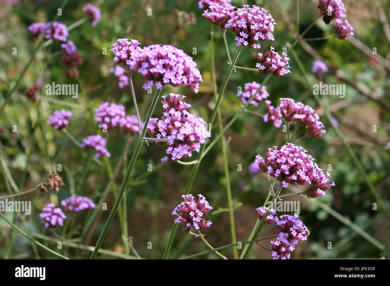 Verbena bonariensis uk bee hi-res stock photography and images - Alamy
