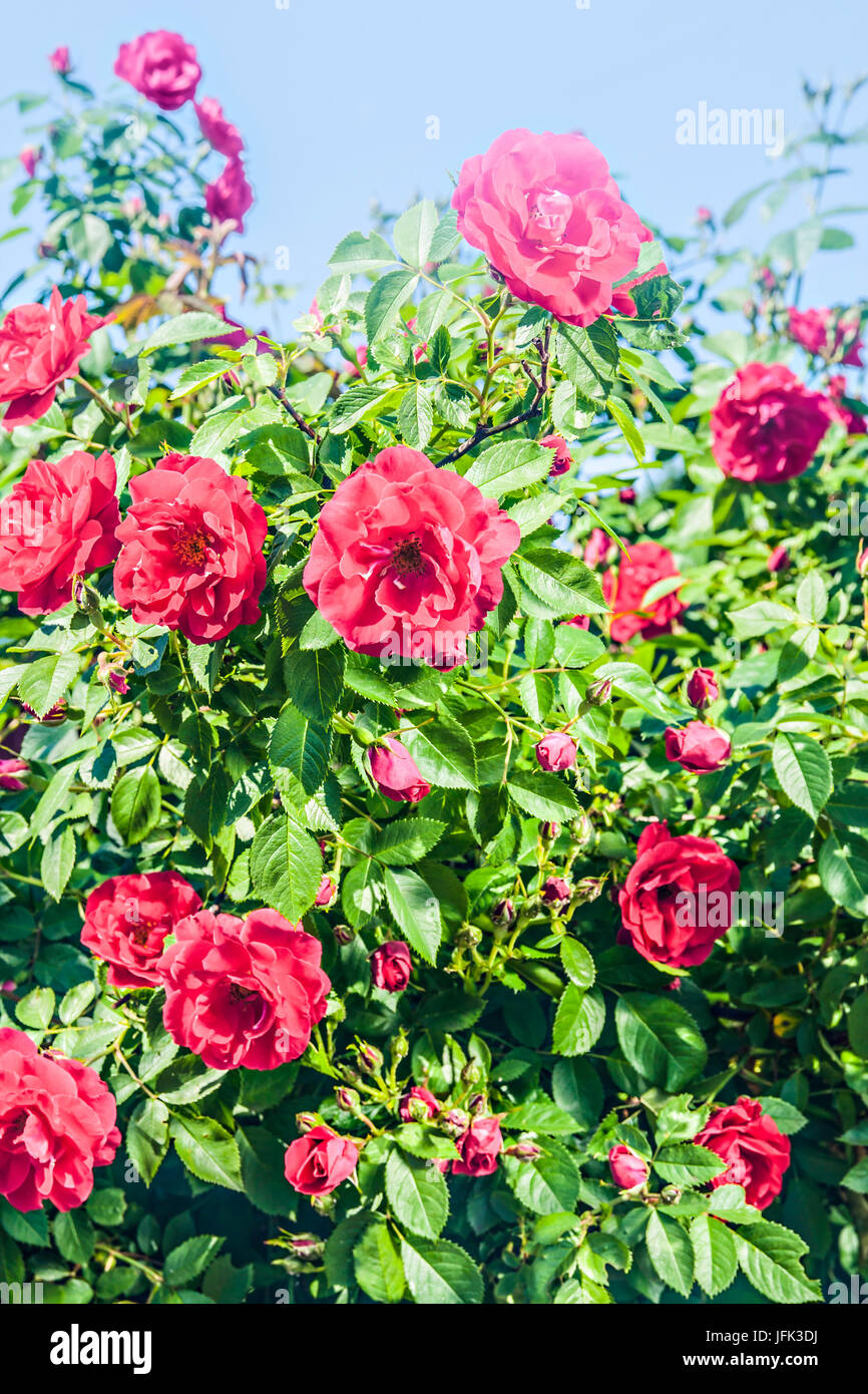 Rosebush hi-res stock photography and images - Alamy