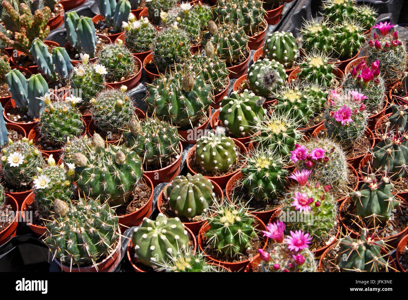 Many colorful small cacti in little pots Stock Photo - Alamy