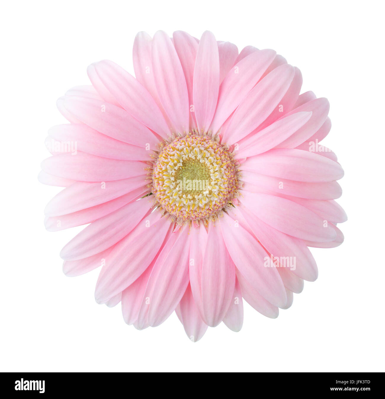 Light pink gerbera flower isolated on white background Stock Photo - Alamy