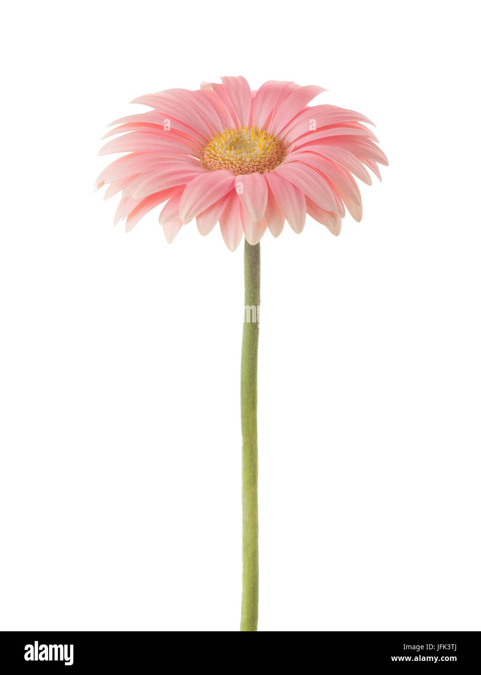 Coral pink Gerbera flower isolated on white background Stock Photo - Alamy