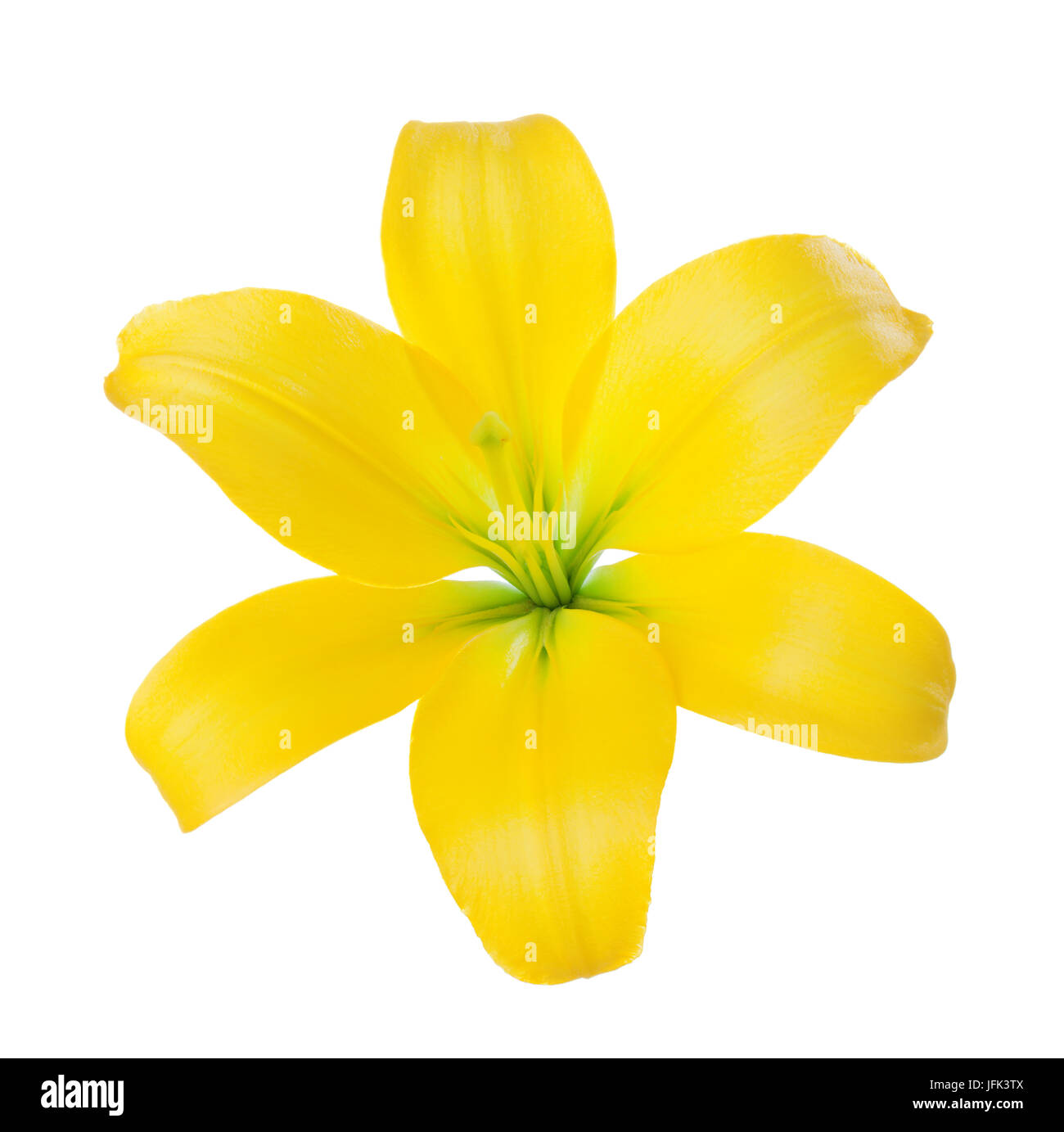 Lily flower yellow lilium Cut Out Stock Images & Pictures - Alamy