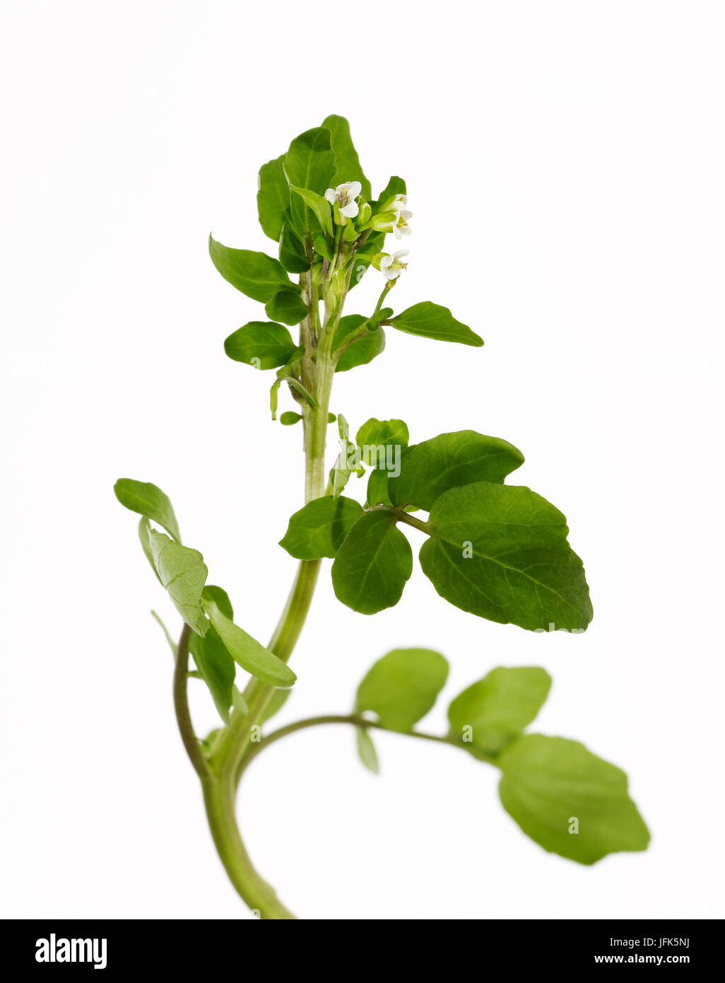 Crunchy watercress hi-res stock photography and images - Alamy