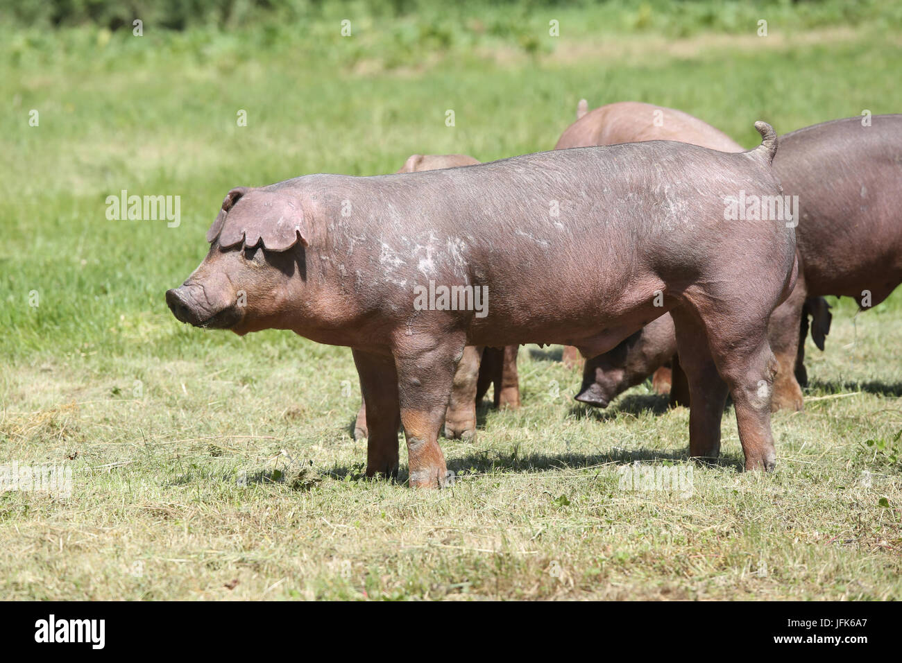 Young duroc breed pig pose on natural environment Stock Photo - Alamy