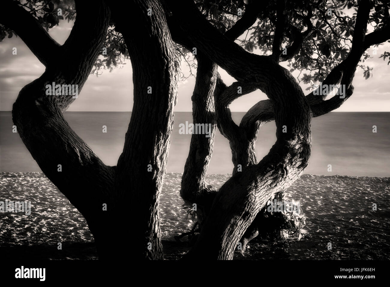 Twisted tree and beach. Kalama Beach Park. Oahu, Hawaii Stock Photo - Alamy