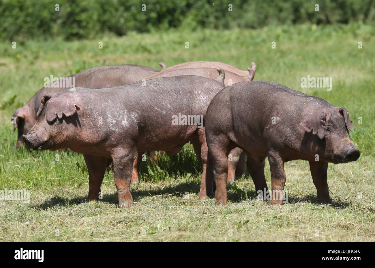 Duroc breed pigs at animal farm on pasture Stock Photo - Alamy