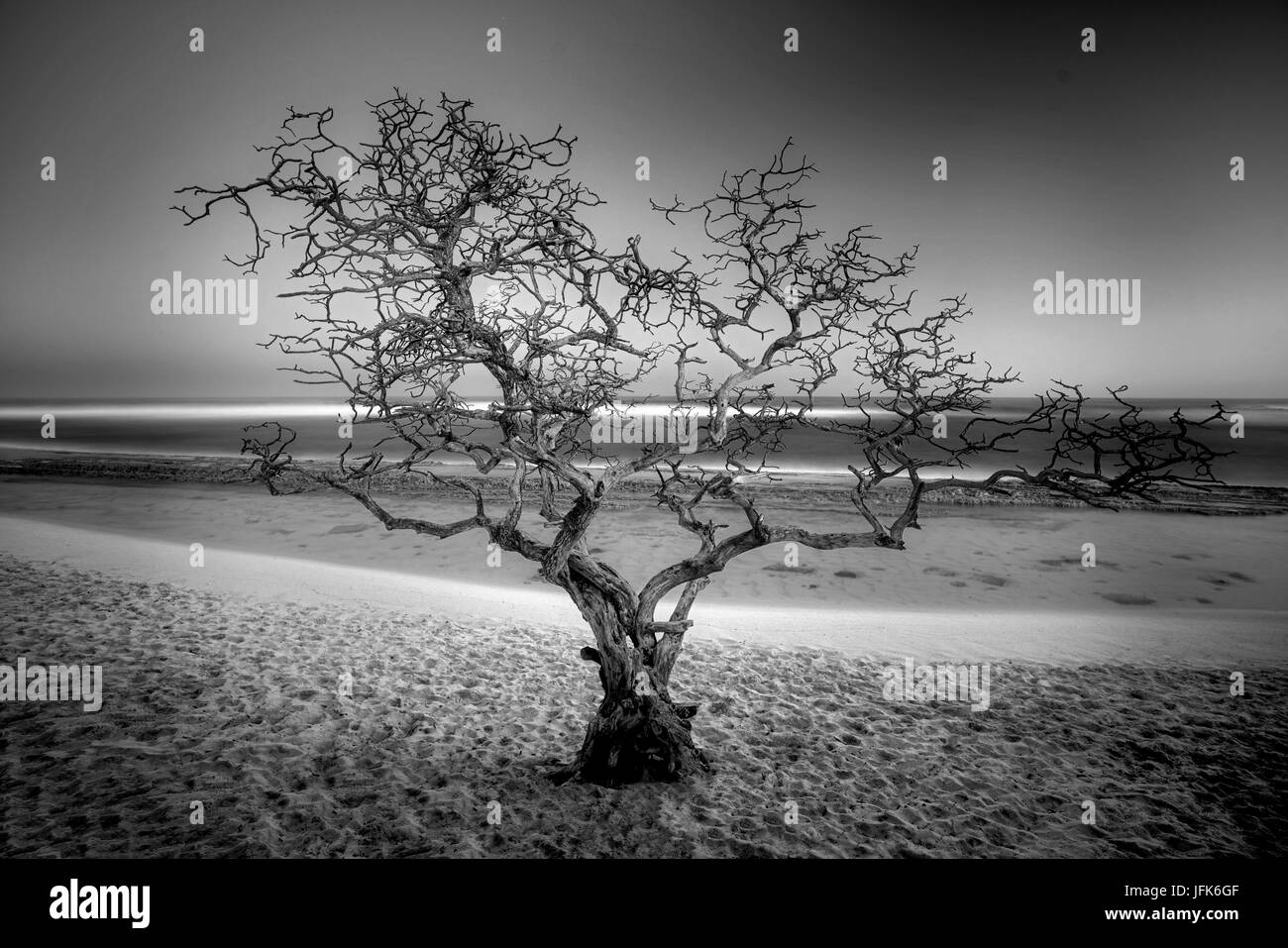 Dead tree. Hookaipa Beach. Maui, Hawaii Stock Photo - Alamy