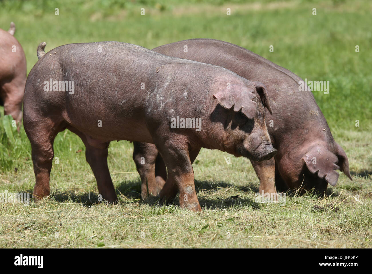 Young duroc pig herd grazing on farm field summertime Stock Photo - Alamy