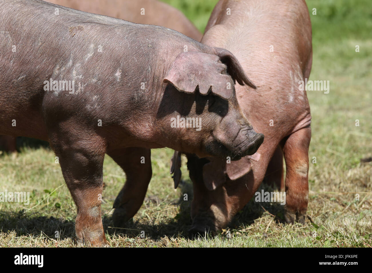 Duroc pigs grazing on the meadow Stock Photo - Alamy