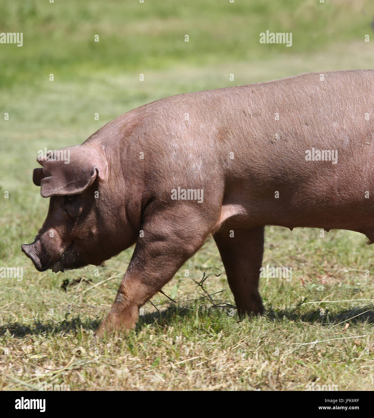 Duroc breed pig walking at animal farm on pasture Stock Photo - Alamy