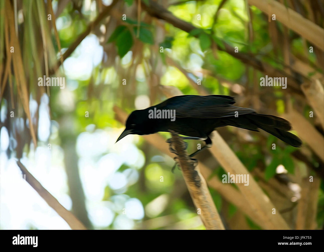 Flying bird logo hi-res stock photography and images - Alamy