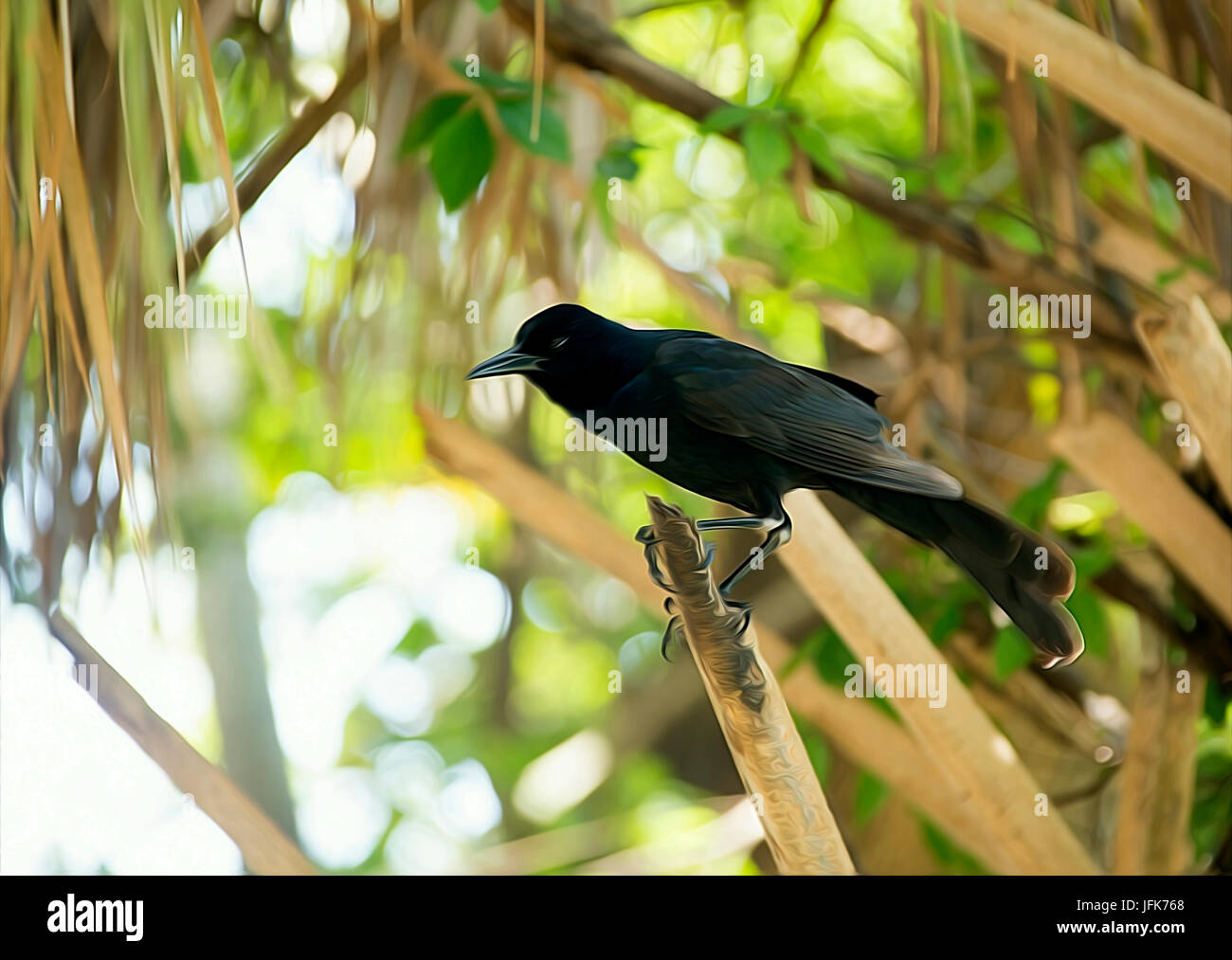 Colorful bird logo hi-res stock photography and images - Alamy