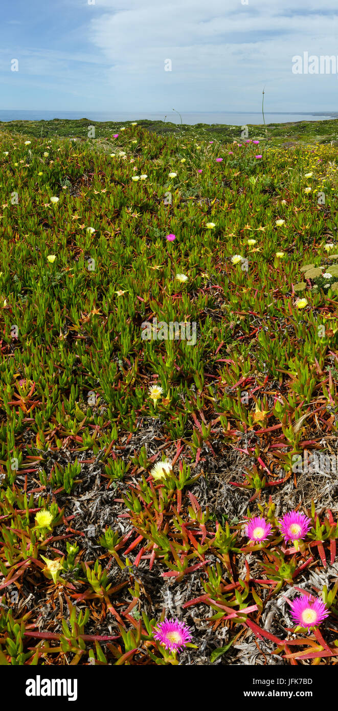 White pigface hi-res stock photography and images - Alamy