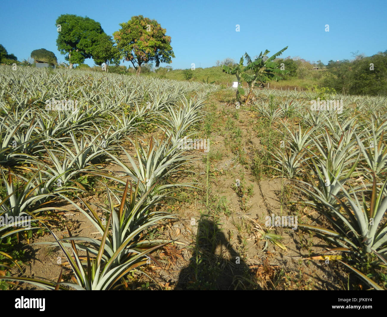 0472jfTalbak Doña Remedios Trinidad Pineapple fields Roads Hills Treesfvf 01 Stock Photo - Alamy
