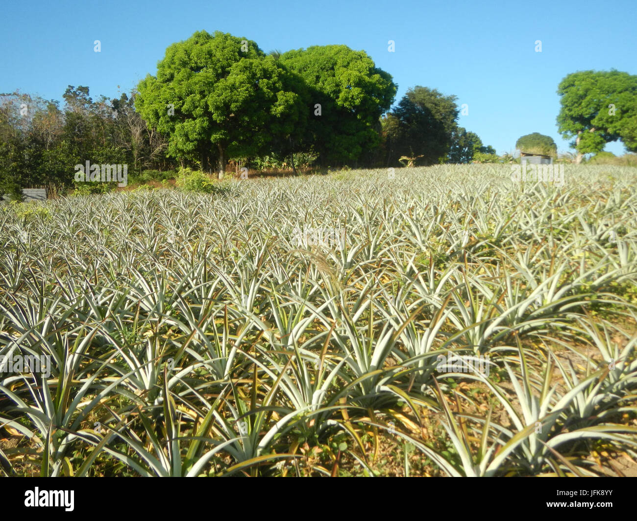 0472jfTalbak Doña Remedios Trinidad Pineapple fields Roads Hills Treesfvf 03 Stock Photo - Alamy