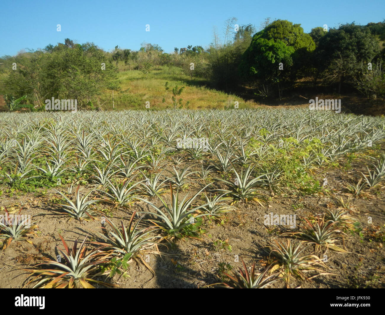 0472jfTalbak Doña Remedios Trinidad Pineapple fields Roads Hills Treesfvf 10 Stock Photo - Alamy