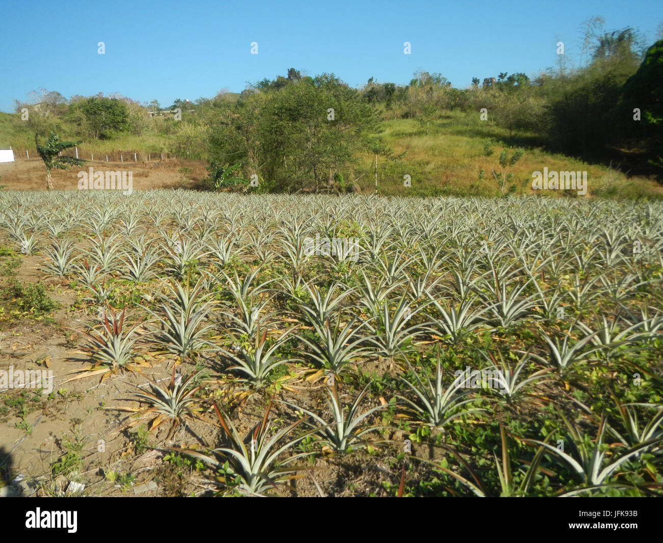 0472jfTalbak Doña Remedios Trinidad Pineapple fields Roads Hills Treesfvf 11 Stock Photo - Alamy