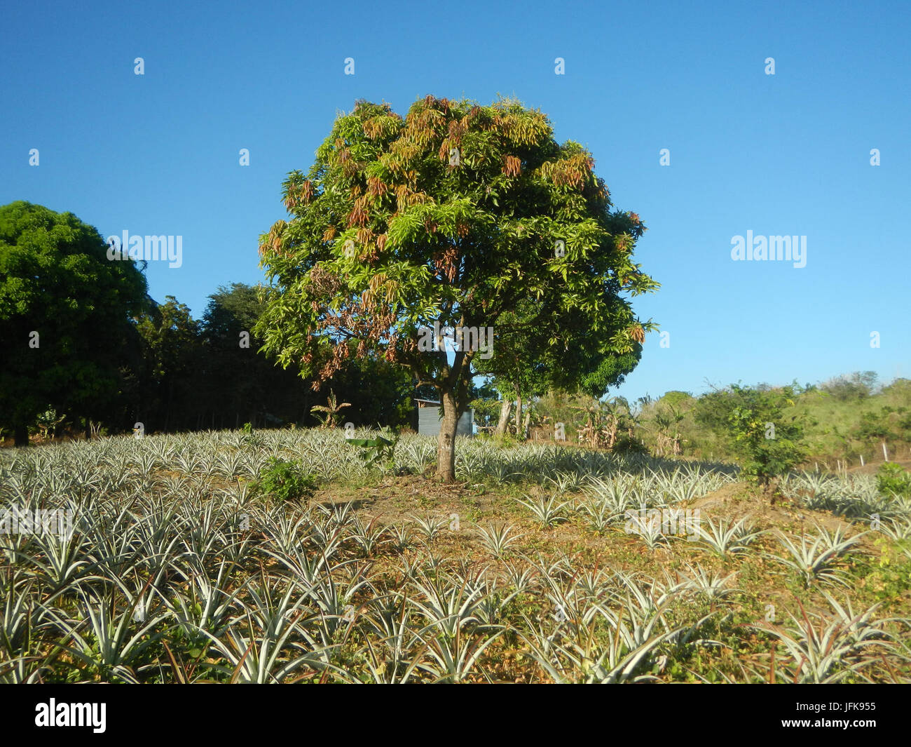 0472jfTalbak Doña Remedios Trinidad Pineapple fields Roads Hills Treesfvf 15 Stock Photo - Alamy