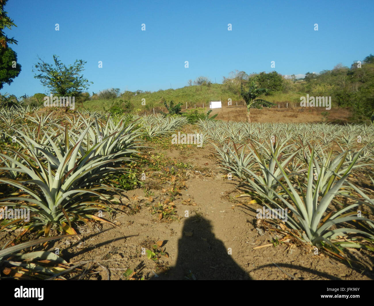 0472jfTalbak Doña Remedios Trinidad Pineapple fields Roads Hills Treesfvf 18 Stock Photo - Alamy