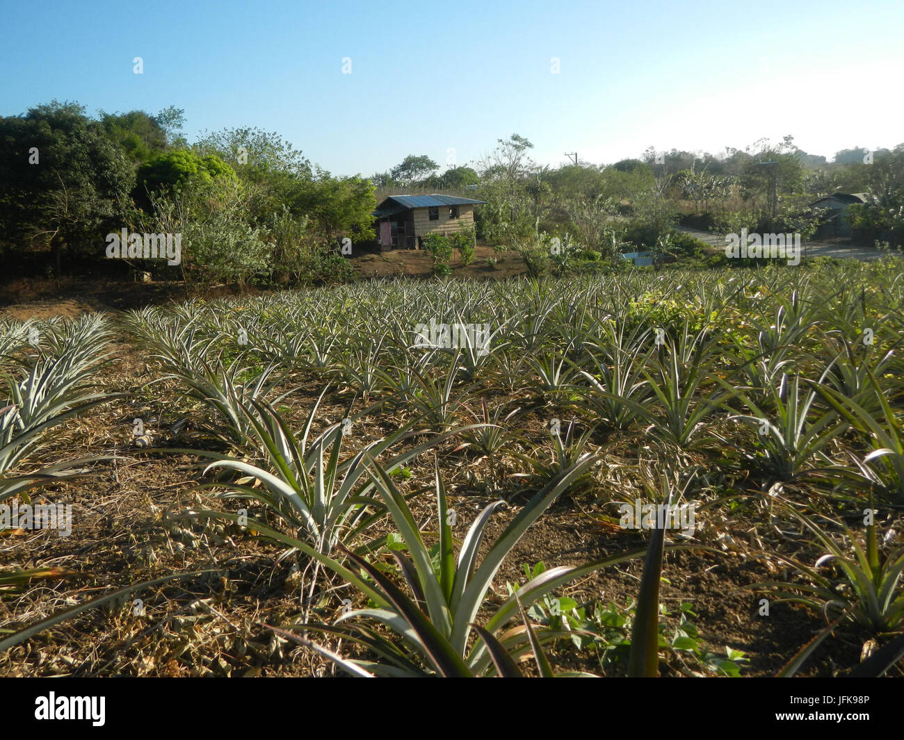 0472jfTalbak Doña Remedios Trinidad Pineapple fields Roads Hills Treesfvf Stock Photo - Alamy