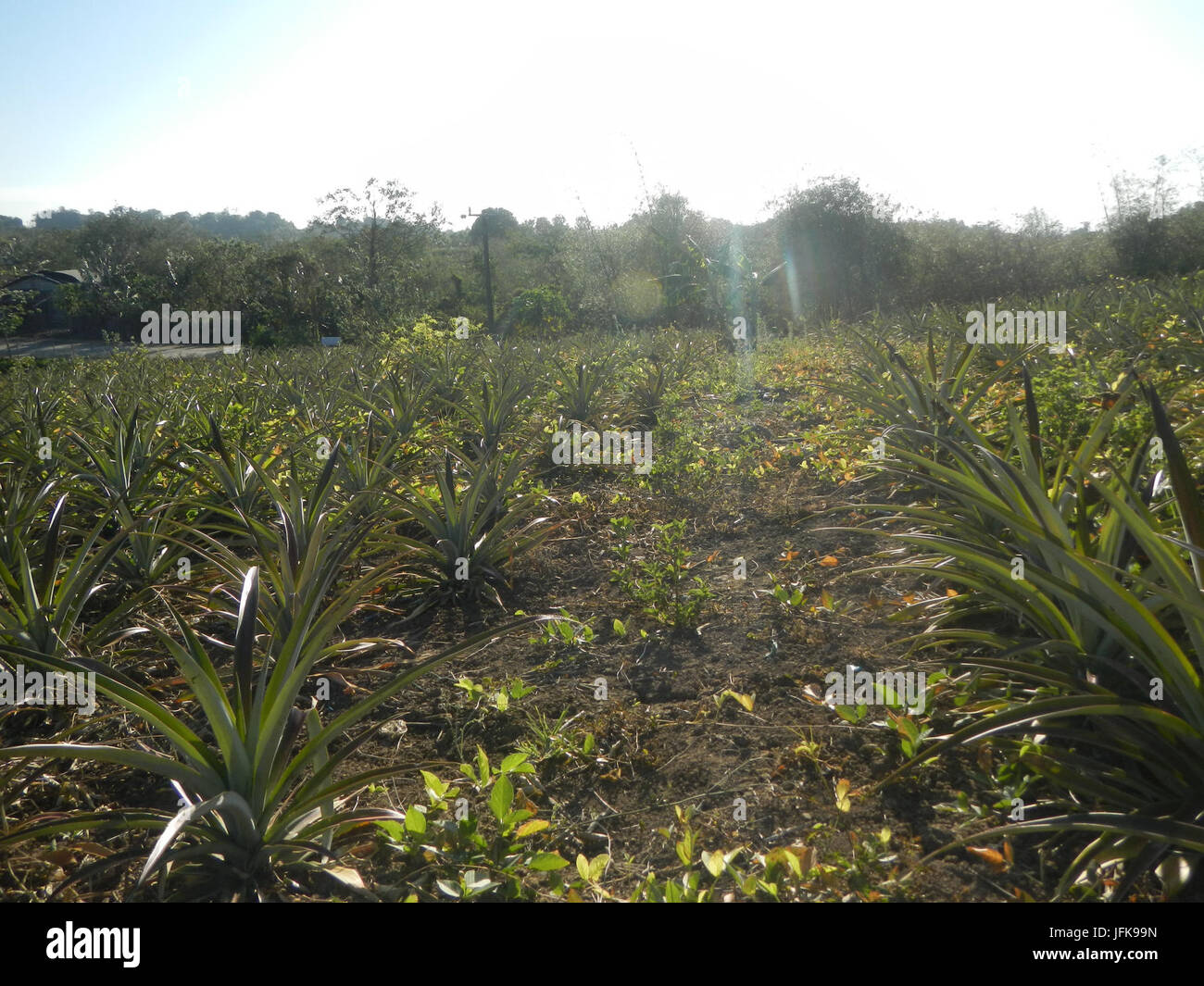 0472jfTalbak Doña Remedios Trinidad Pineapple fields Roads Hills Treesfvf 24 Stock Photo - Alamy