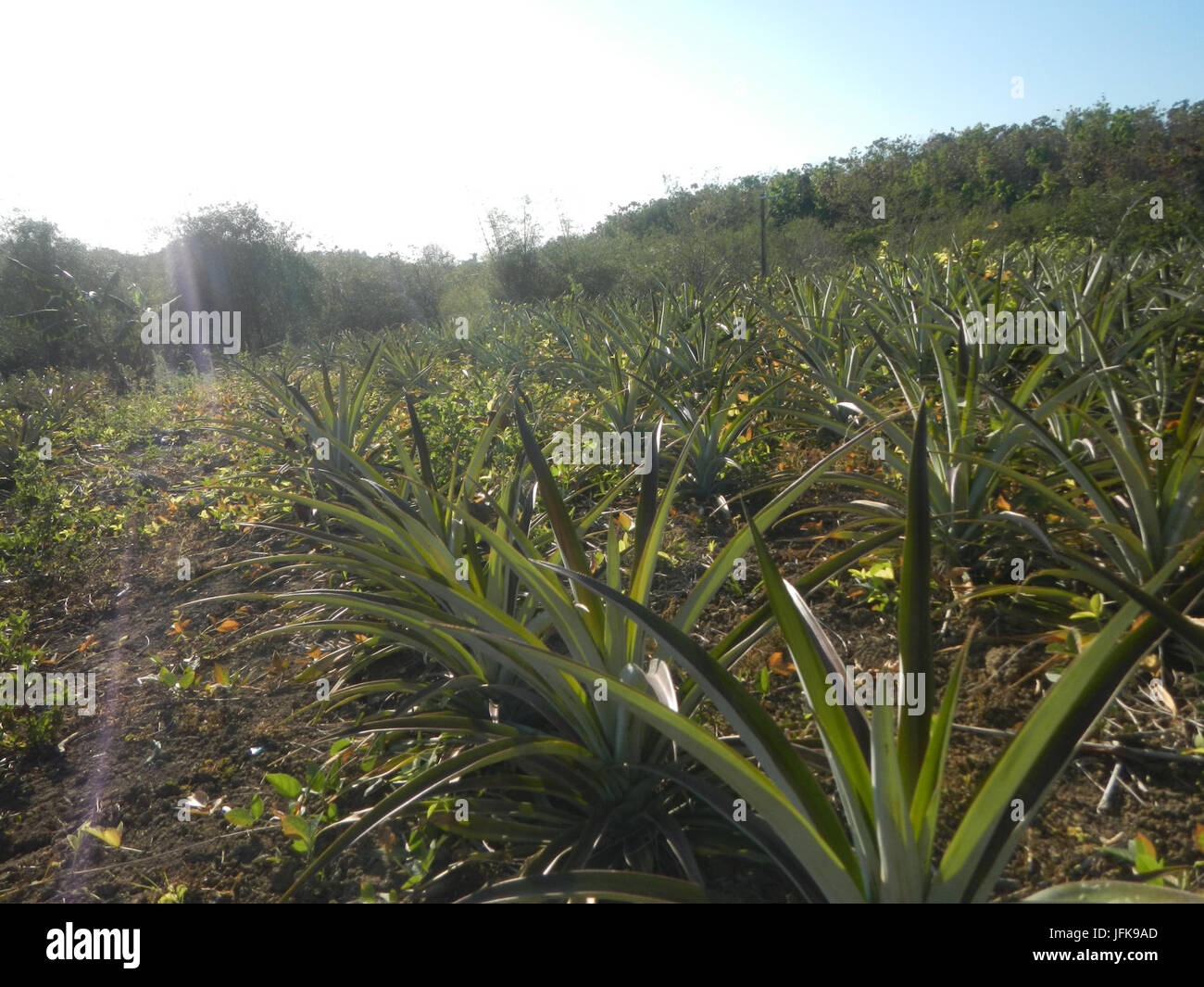 0472jfTalbak Doña Remedios Trinidad Pineapple fields Roads Hills Treesfvf 25 Stock Photo - Alamy