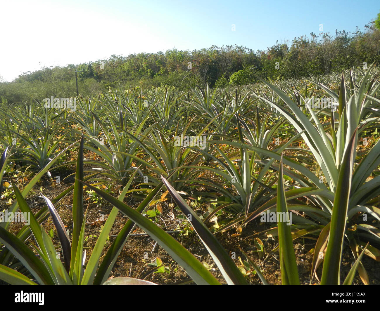 0472jfTalbak Doña Remedios Trinidad Pineapple fields Roads Hills Treesfvf 26 Stock Photo - Alamy
