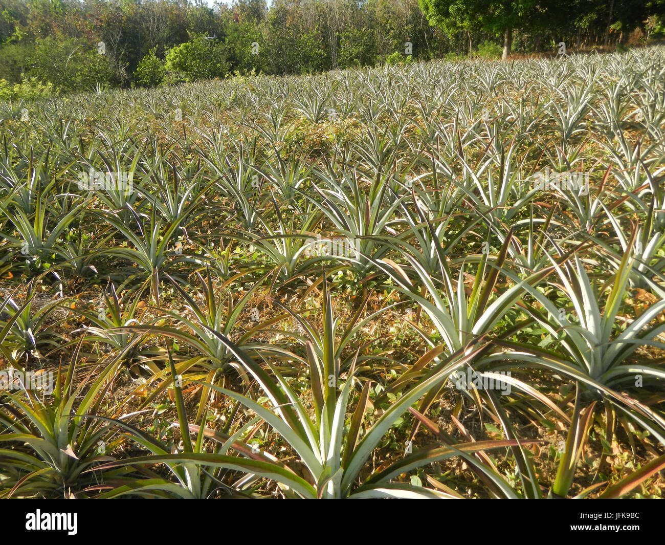 0472jfTalbak Doña Remedios Trinidad Pineapple fields Roads Hills Treesfvf Stock Photo - Alamy