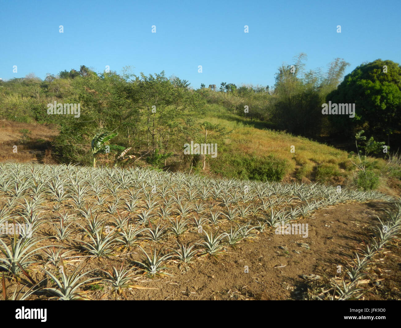 0472jfTalbak Doña Remedios Trinidad Pineapple fields Roads Hills Treesfvf 29 Stock Photo - Alamy