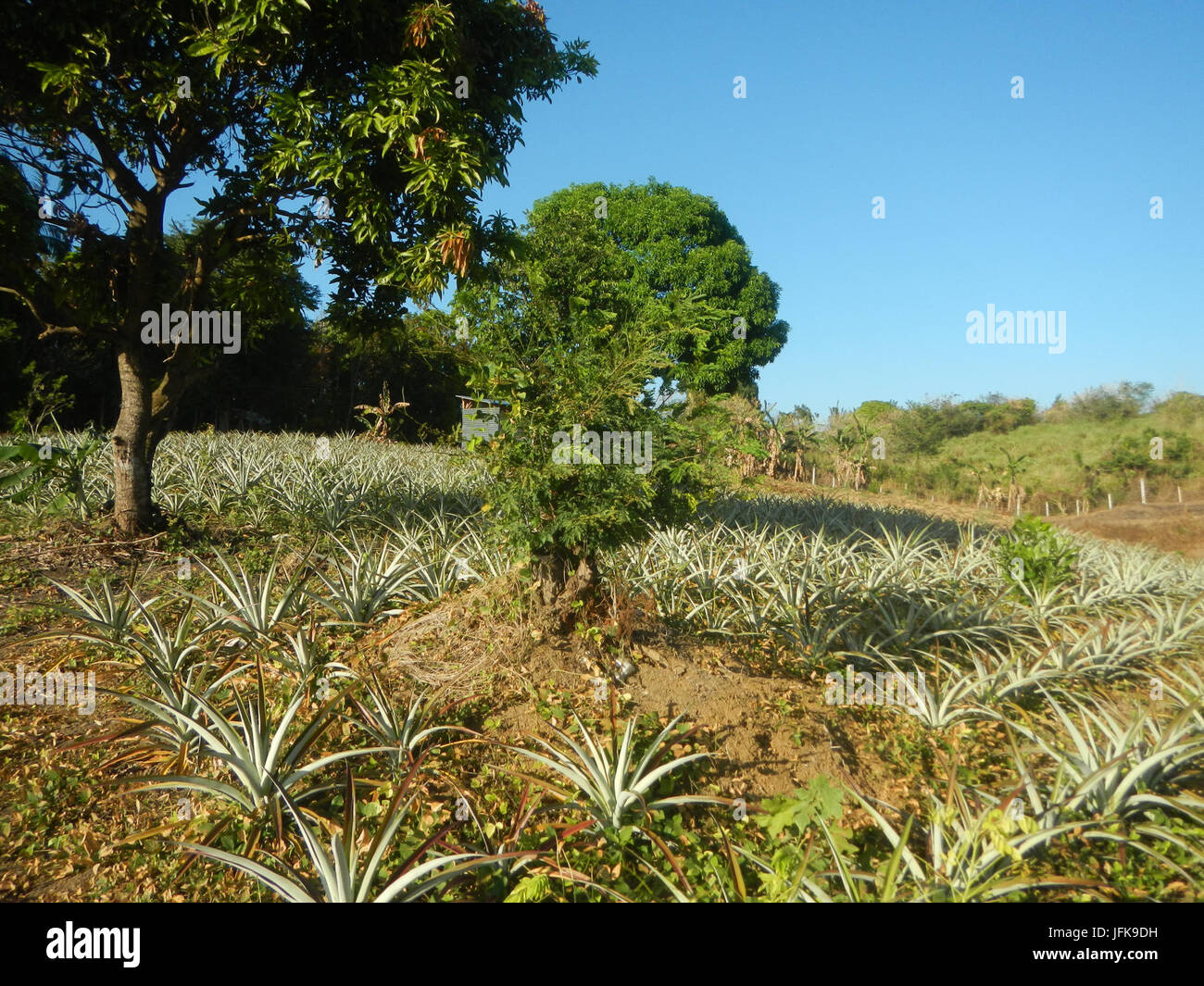 0472jfTalbak Doña Remedios Trinidad Pineapple fields Roads Hills Treesfvf 30 Stock Photo - Alamy