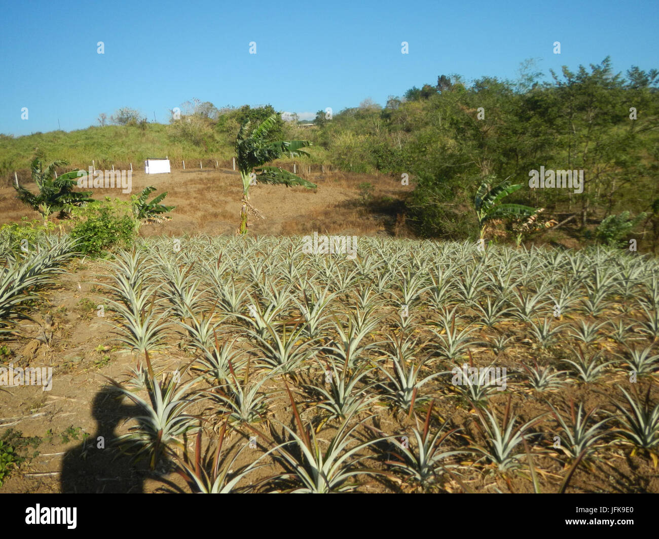 0472jfTalbak Doña Remedios Trinidad Pineapple fields Roads Hills Treesfvf 31 Stock Photo - Alamy
