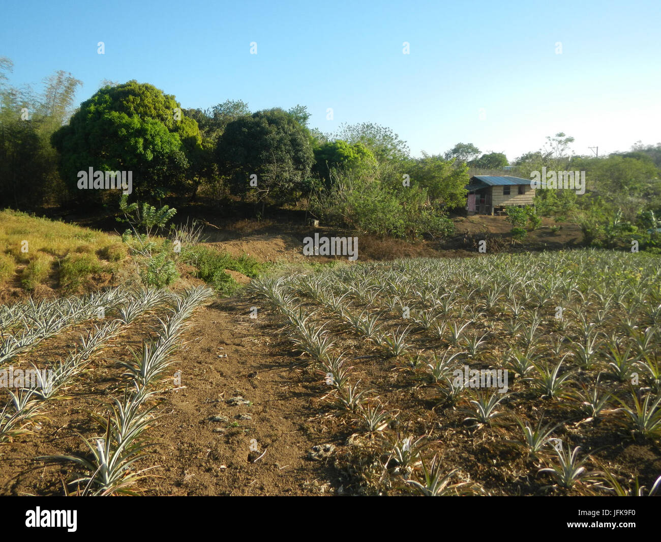 This image features a landscape view of the pineapple fields, roads ...