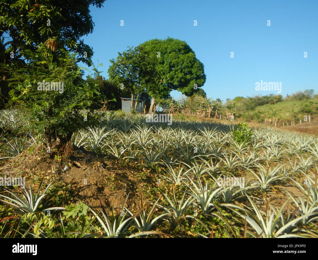 0472jfTalbak Doña Remedios Trinidad Pineapple fields Roads Hills Treesfvf 34 Stock Photo - Alamy