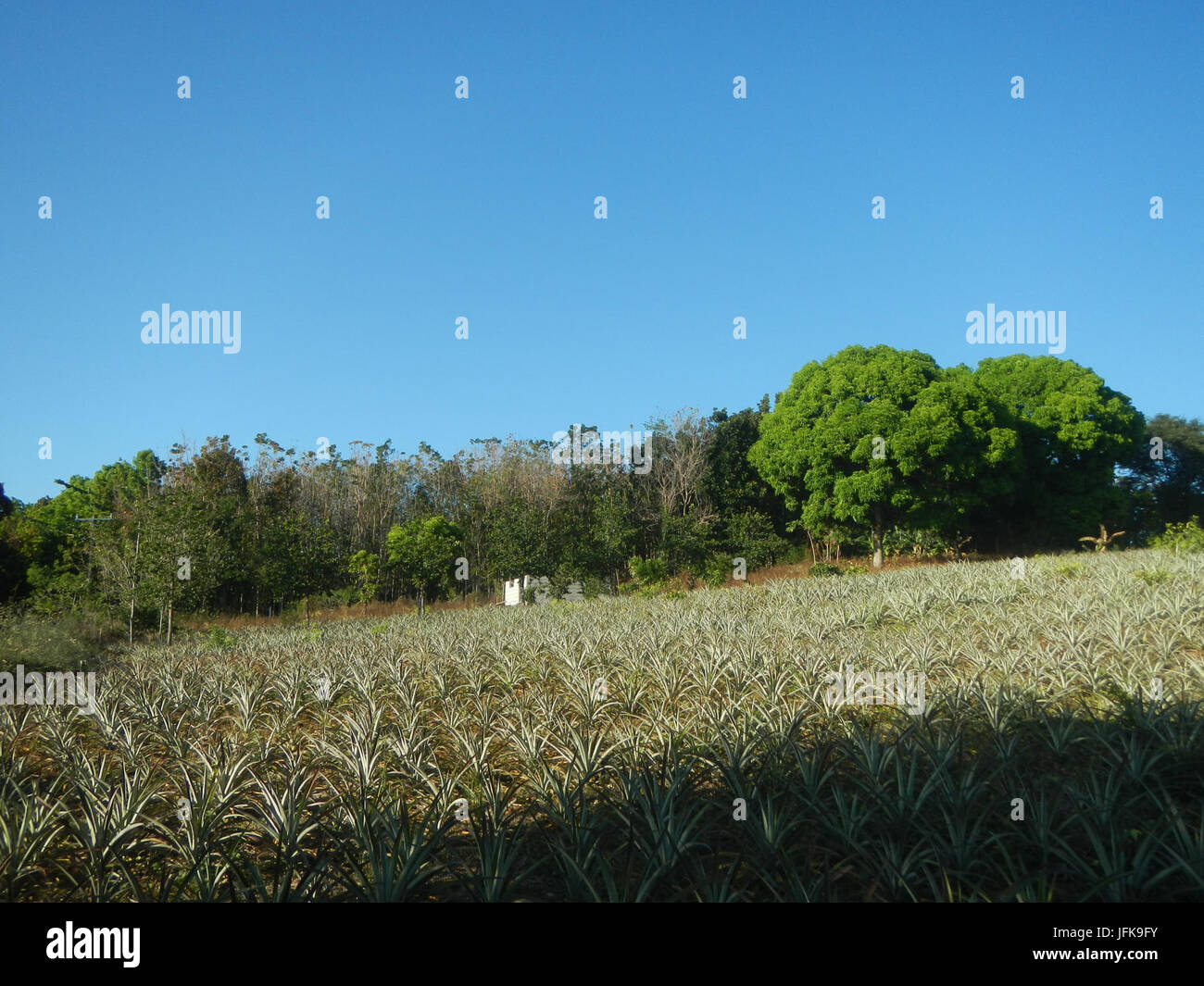 0472jfTalbak Doña Remedios Trinidad Pineapple fields Roads Hills Treesfvf 35 Stock Photo - Alamy