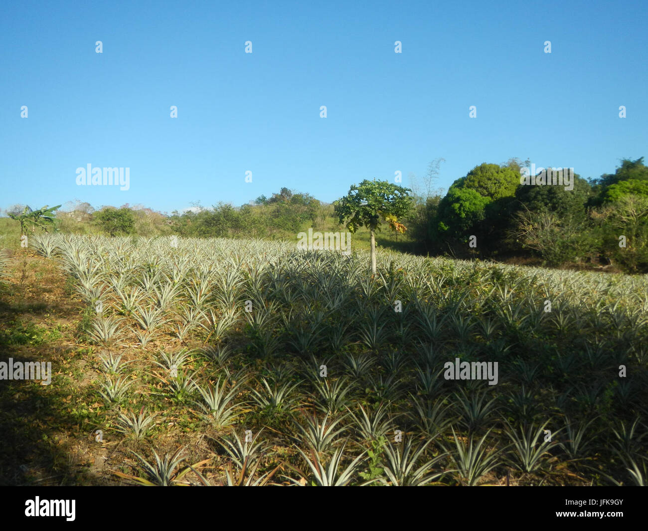 Cubas natural resources hi-res stock photography and images - Alamy