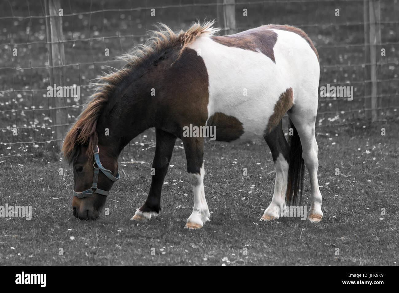 Shetlands pony hi-res stock photography and images - Alamy