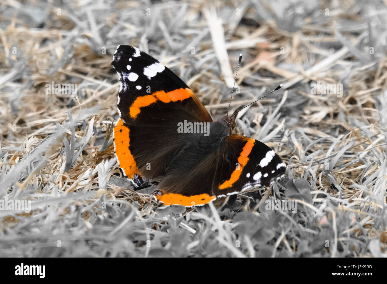 Red Admiral Butterfly Stock Photo - Alamy