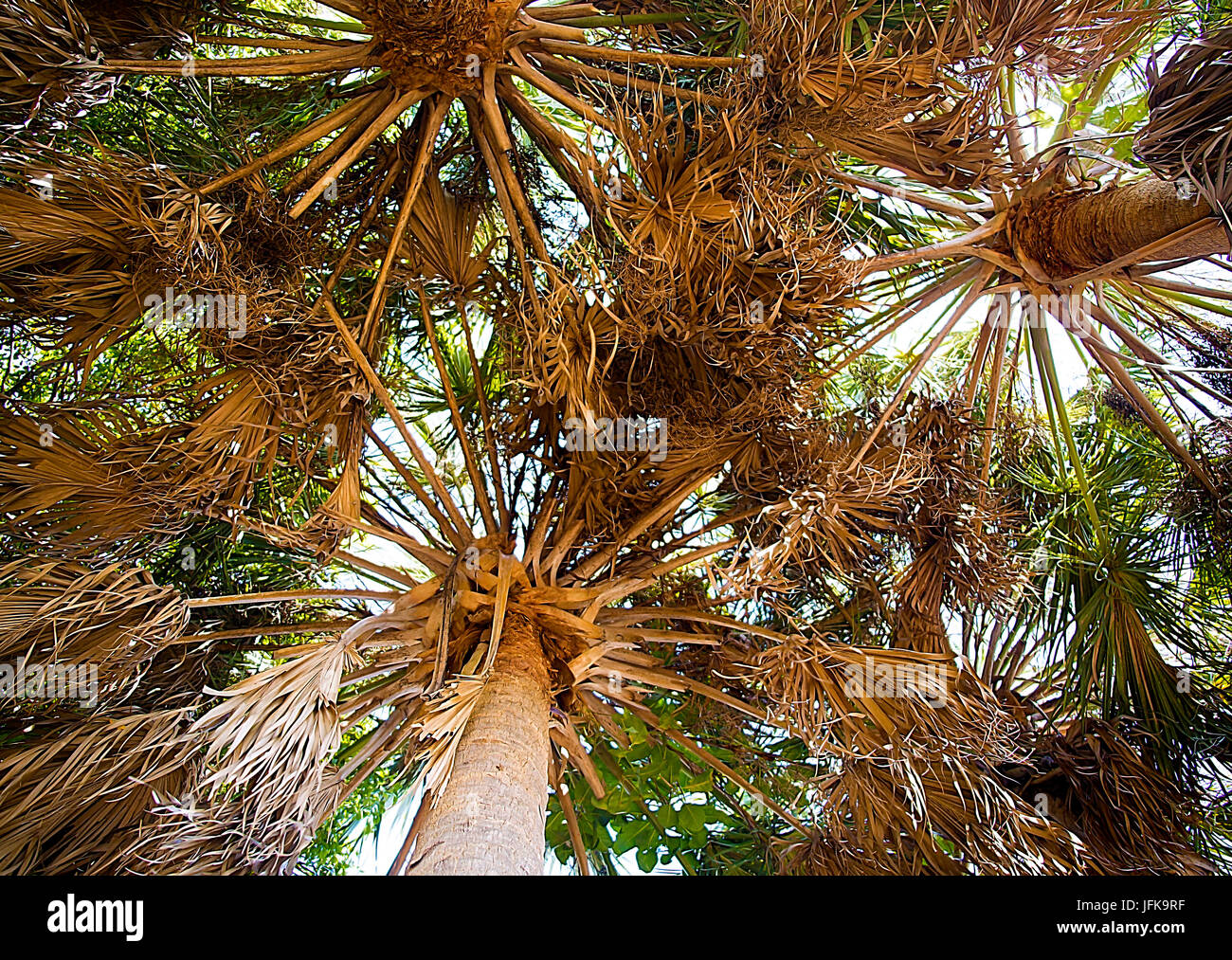 Pointed trunk hi-res stock photography and images - Alamy