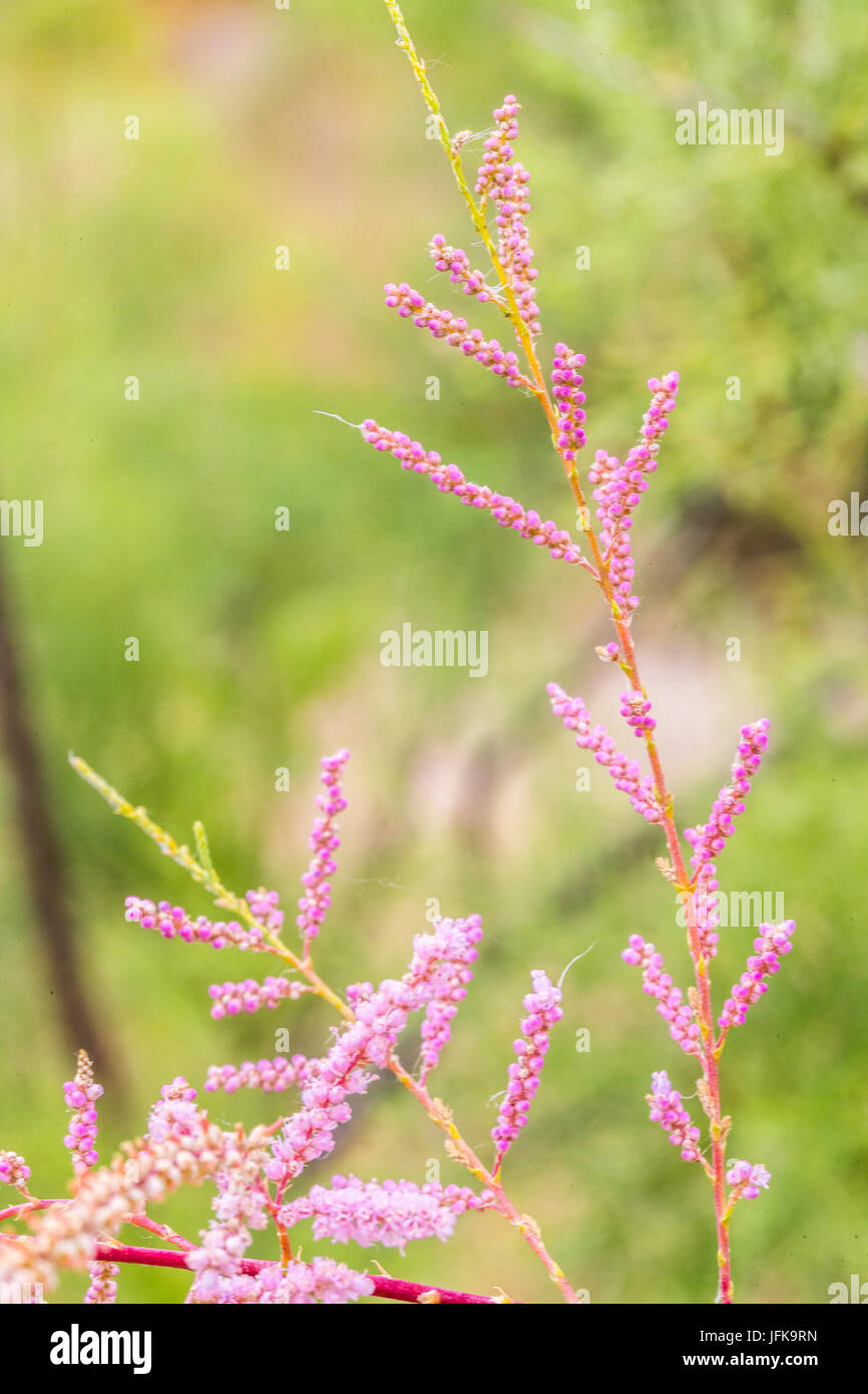 Salt cedar tamarix ramosissima hi-res stock photography and images - Alamy