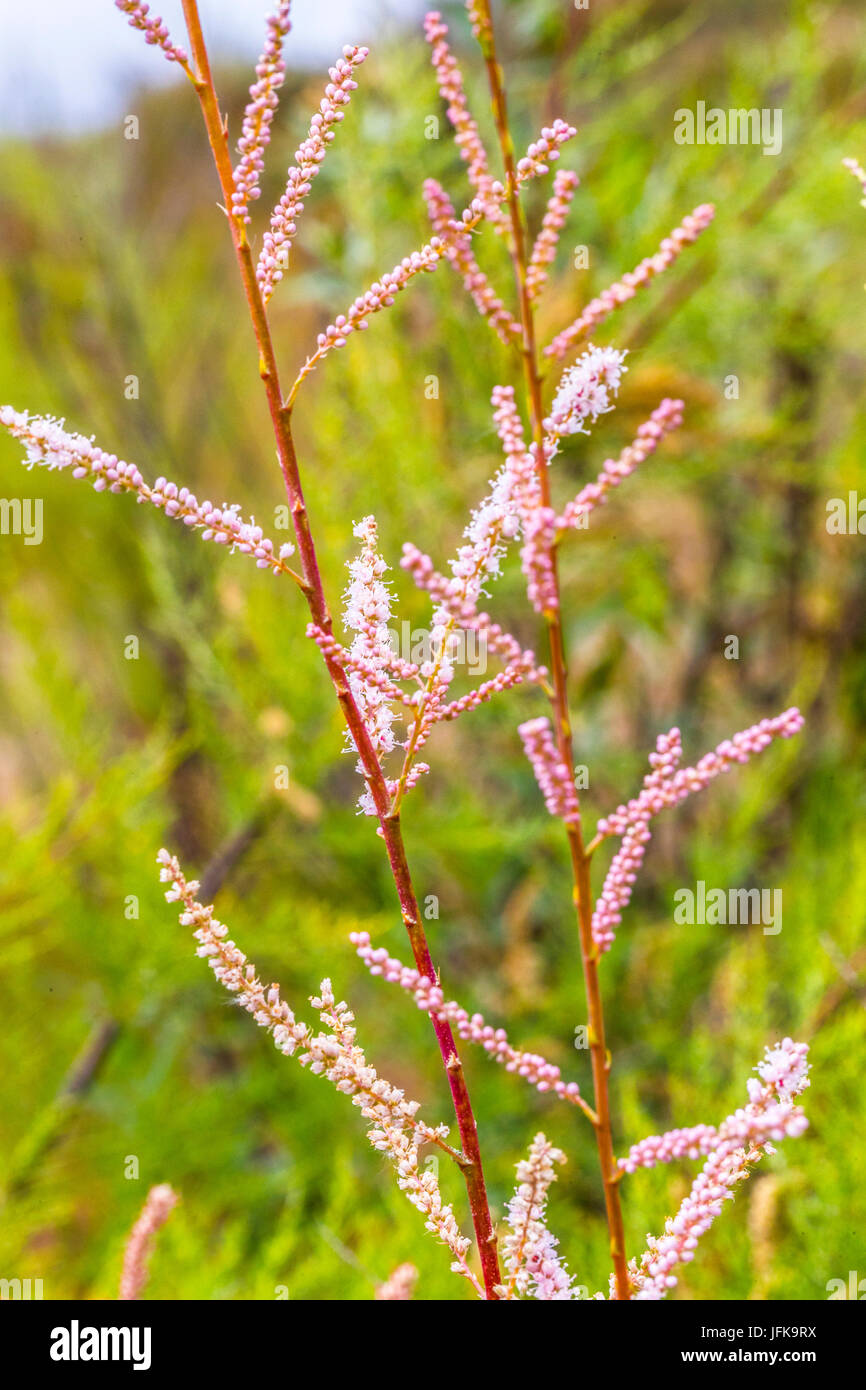 Salt cedar hi-res stock photography and images - Alamy