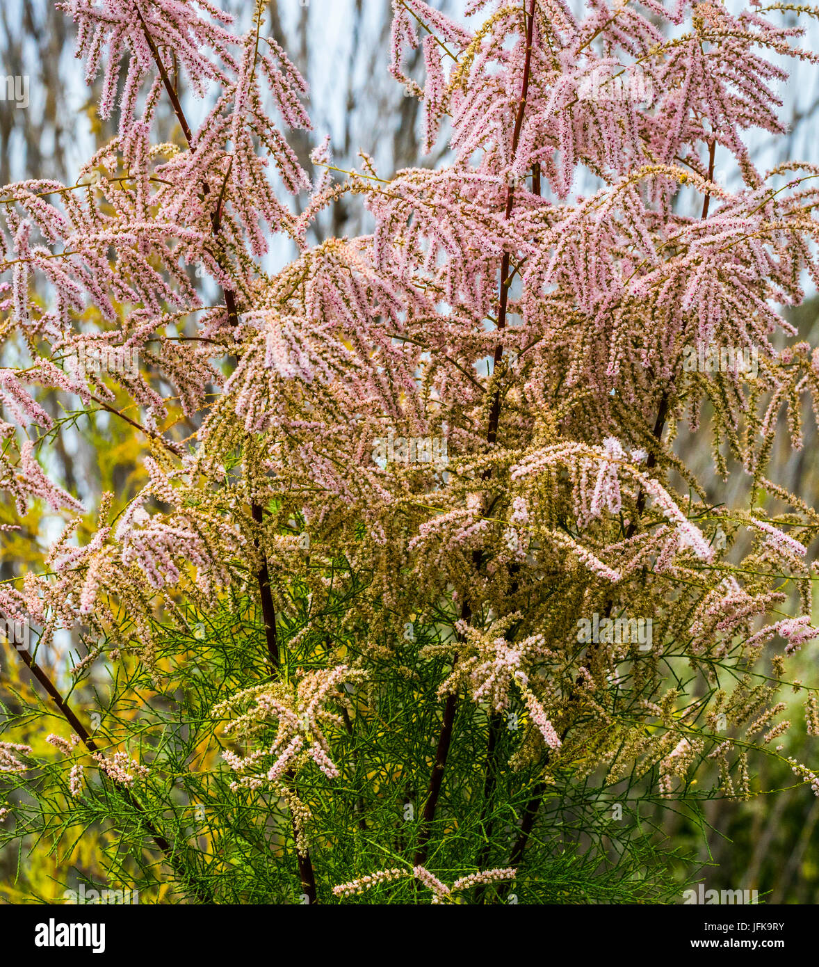 salt cedar tamarisk Stock Photo - Alamy