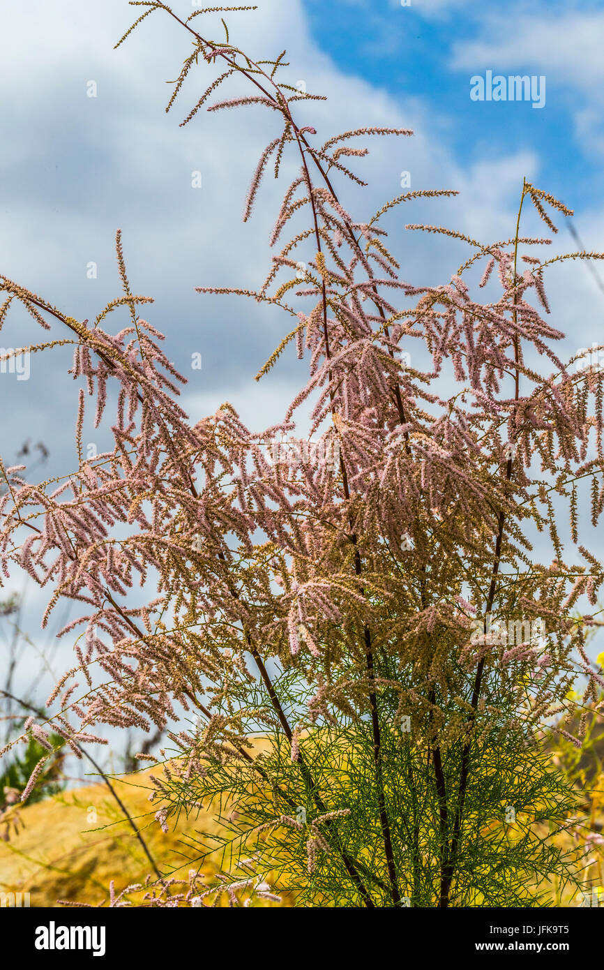 salt cedar tamarisk Stock Photo - Alamy
