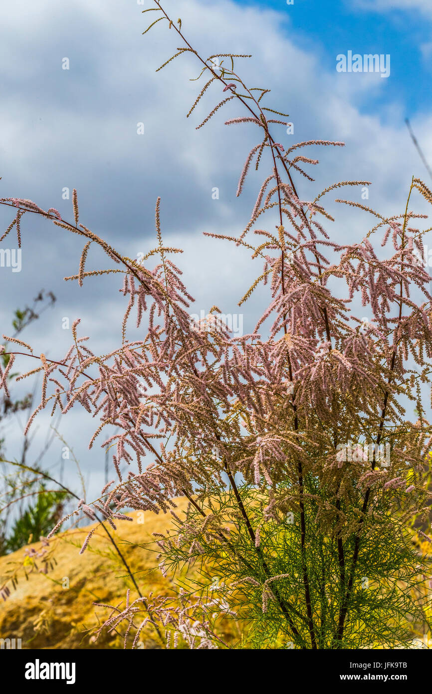 salt cedar tamarisk Stock Photo - Alamy