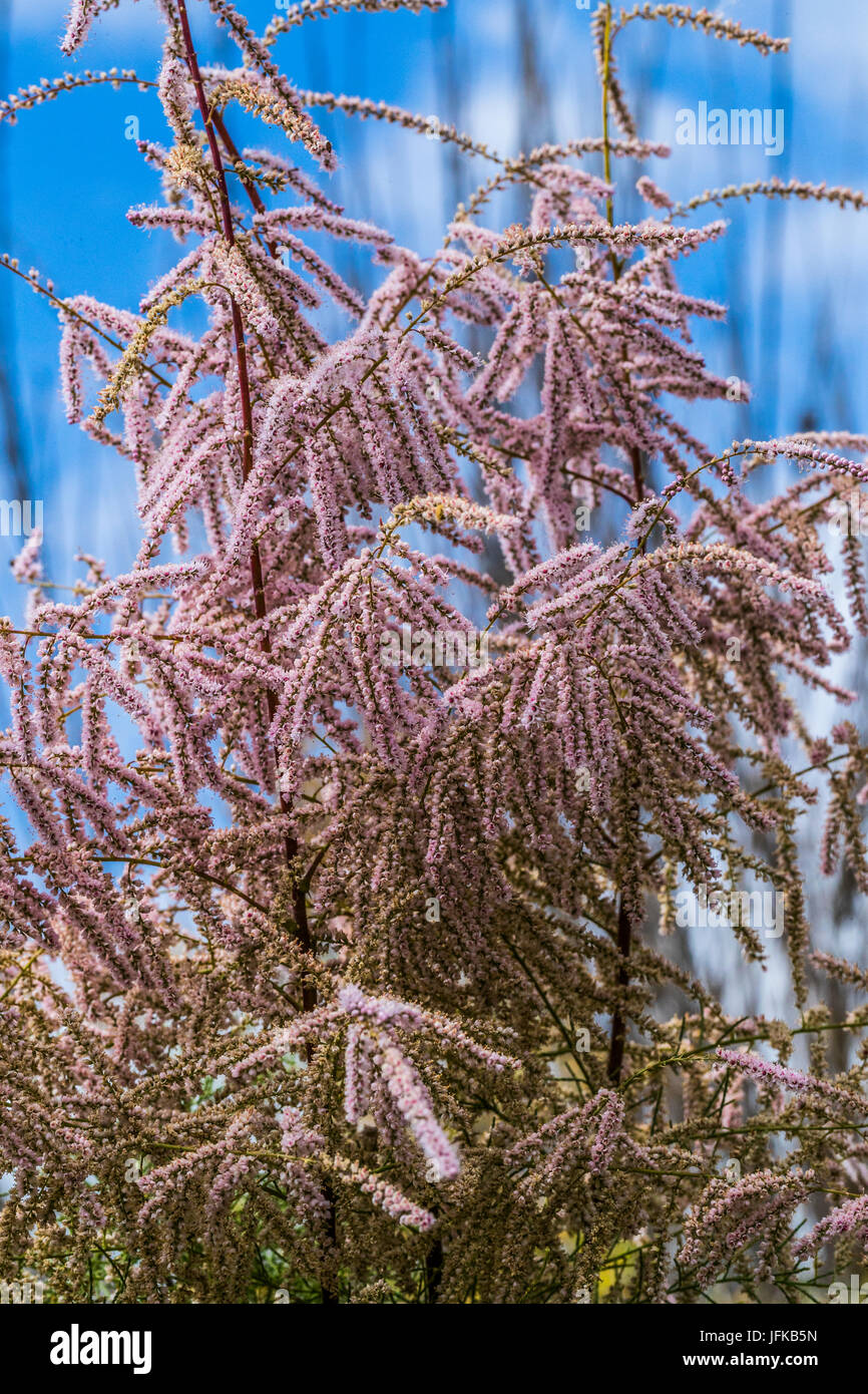 salt cedar tamarisk Stock Photo - Alamy