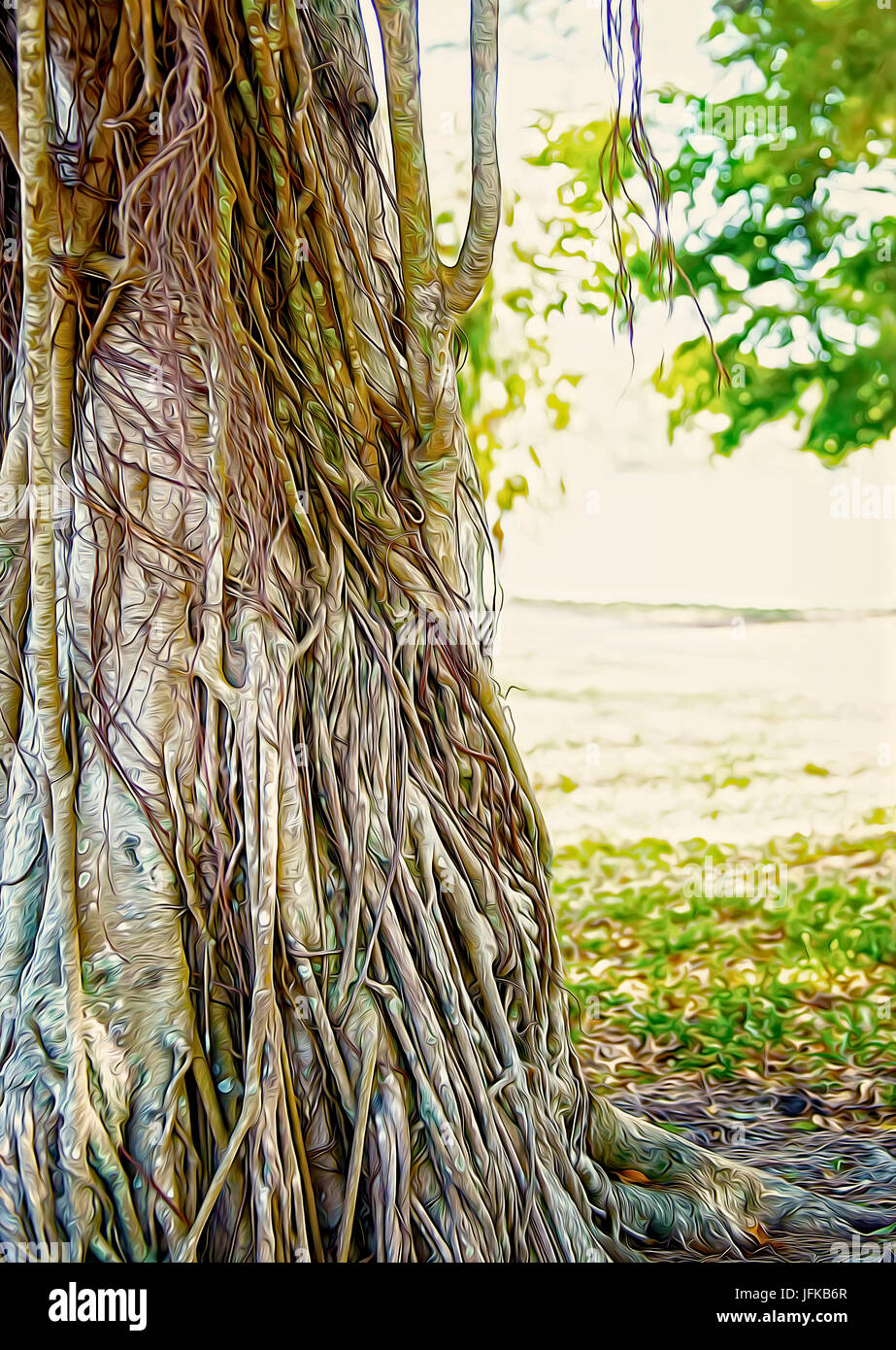 Solid roots hi-res stock photography and images - Alamy