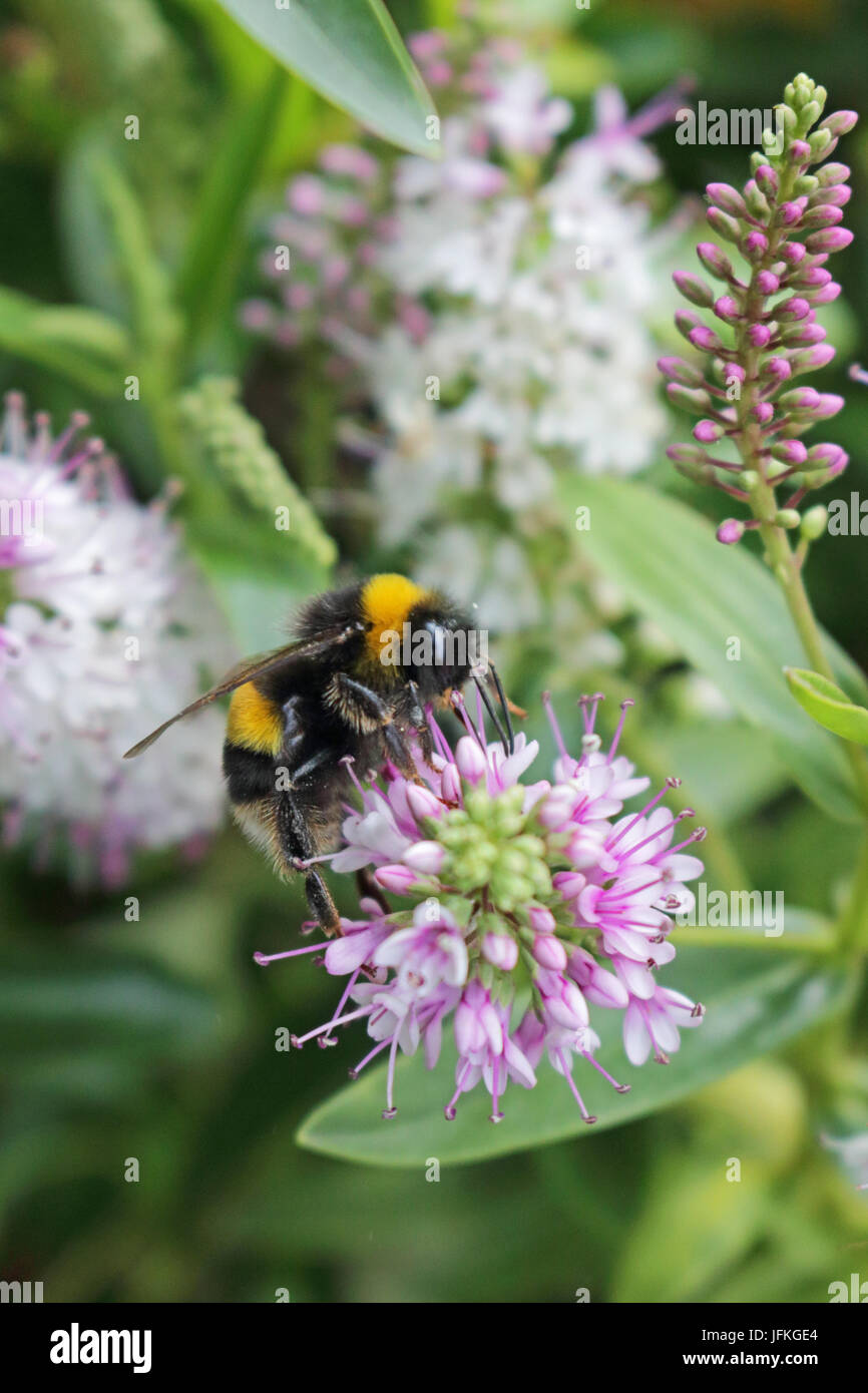 White Hebe Flower High Resolution Stock Photography and Images - Alamy
