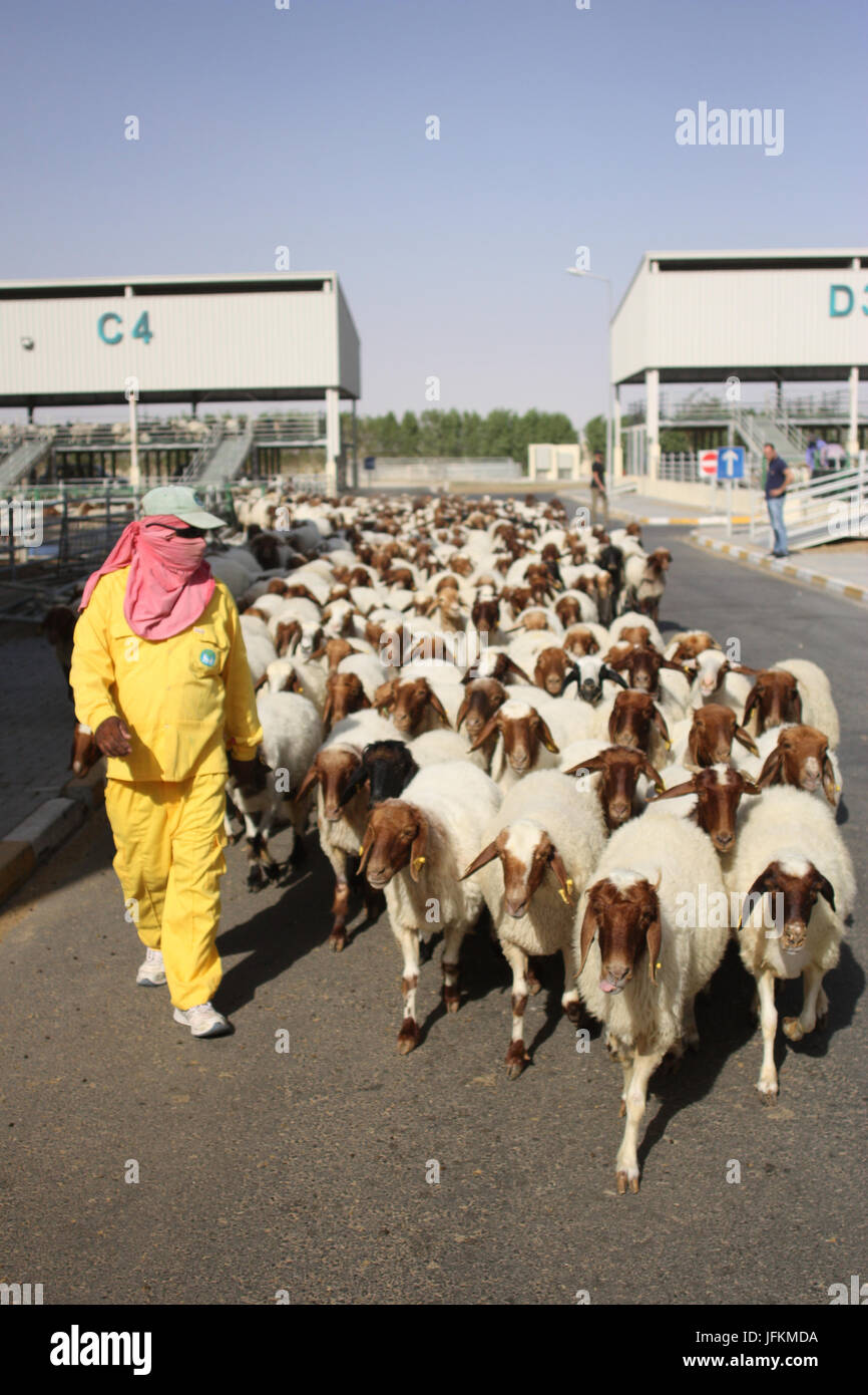 Doha, Qatar. 22nd June, 2017. An employee of the Qatari company Baladna ...