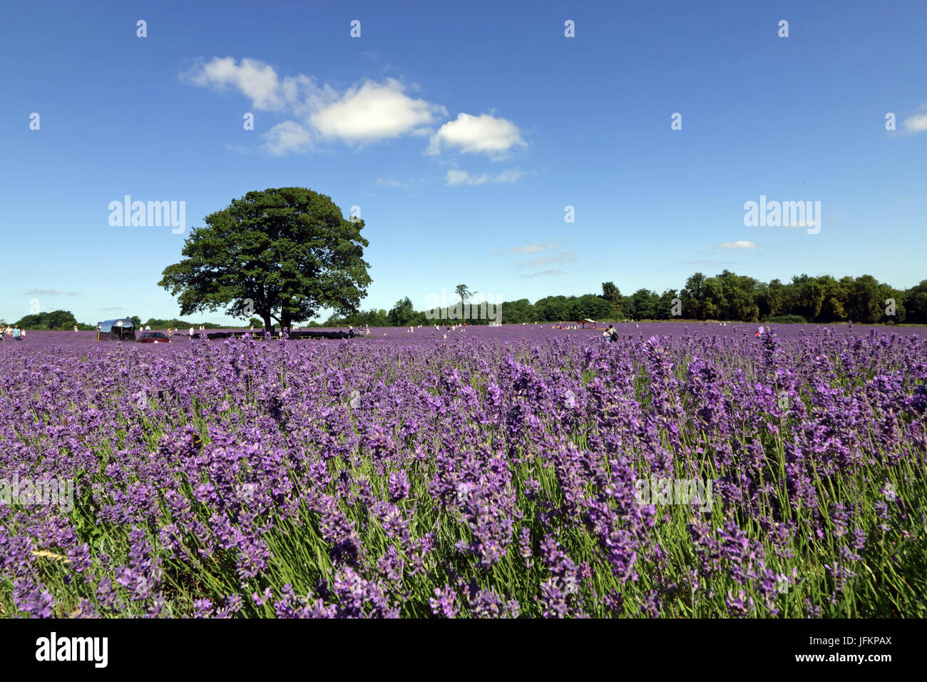 Banstead, Surrey, UK. 2nd July 2017. Stunning carpet of purple flowers ...